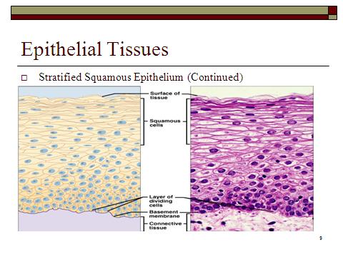 Ison Human Biology: Module 5 Notes: Tissues