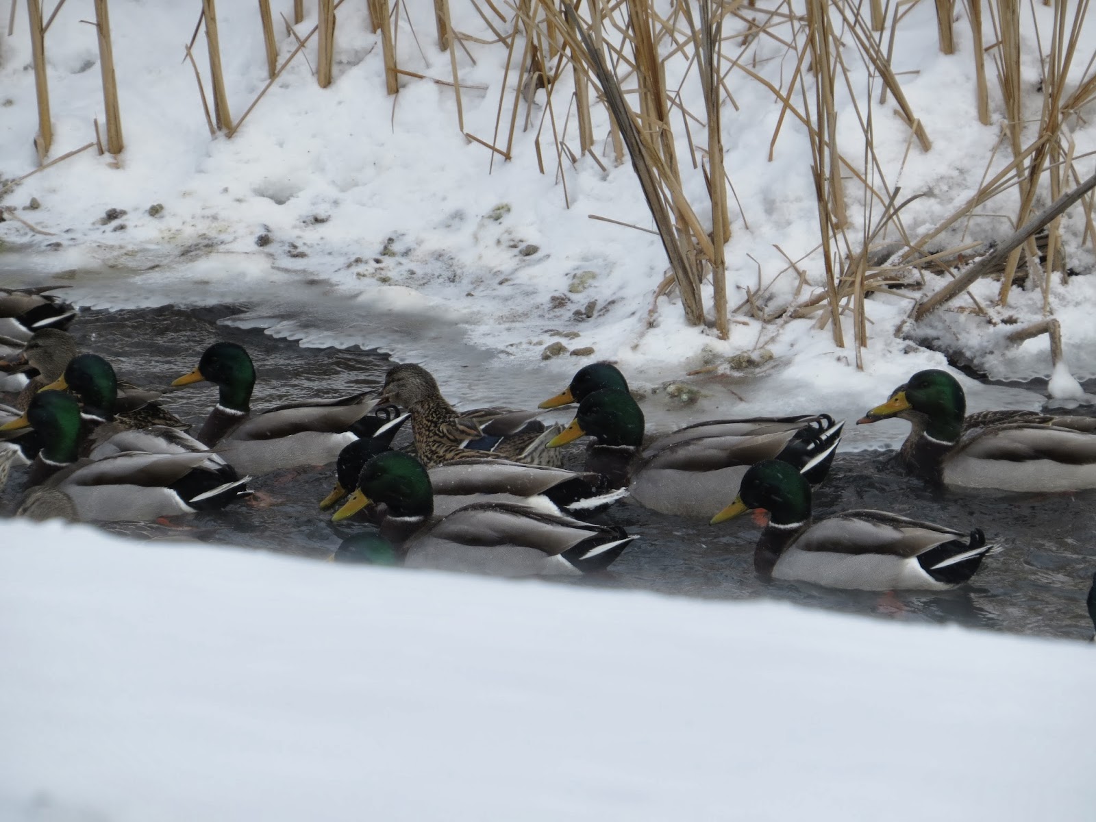 Birding Is Fun!: Winter Rarities Keep the Birding Action Hot!