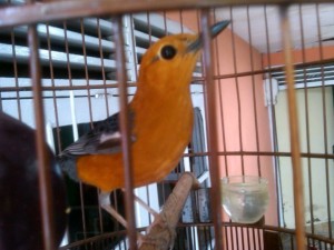 BURUNG ANIS: CARA MEMILIH ANIS MERAH SUPER