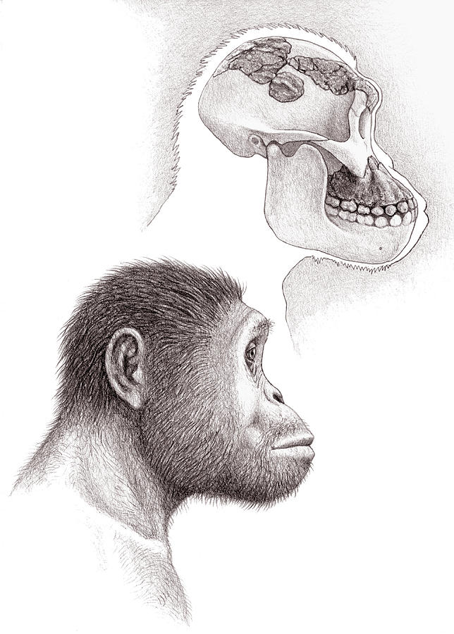 El profesor Bigotini: PARANTHROPUS ROBUSTUS, UN CALLEJÓN SIN SALIDA