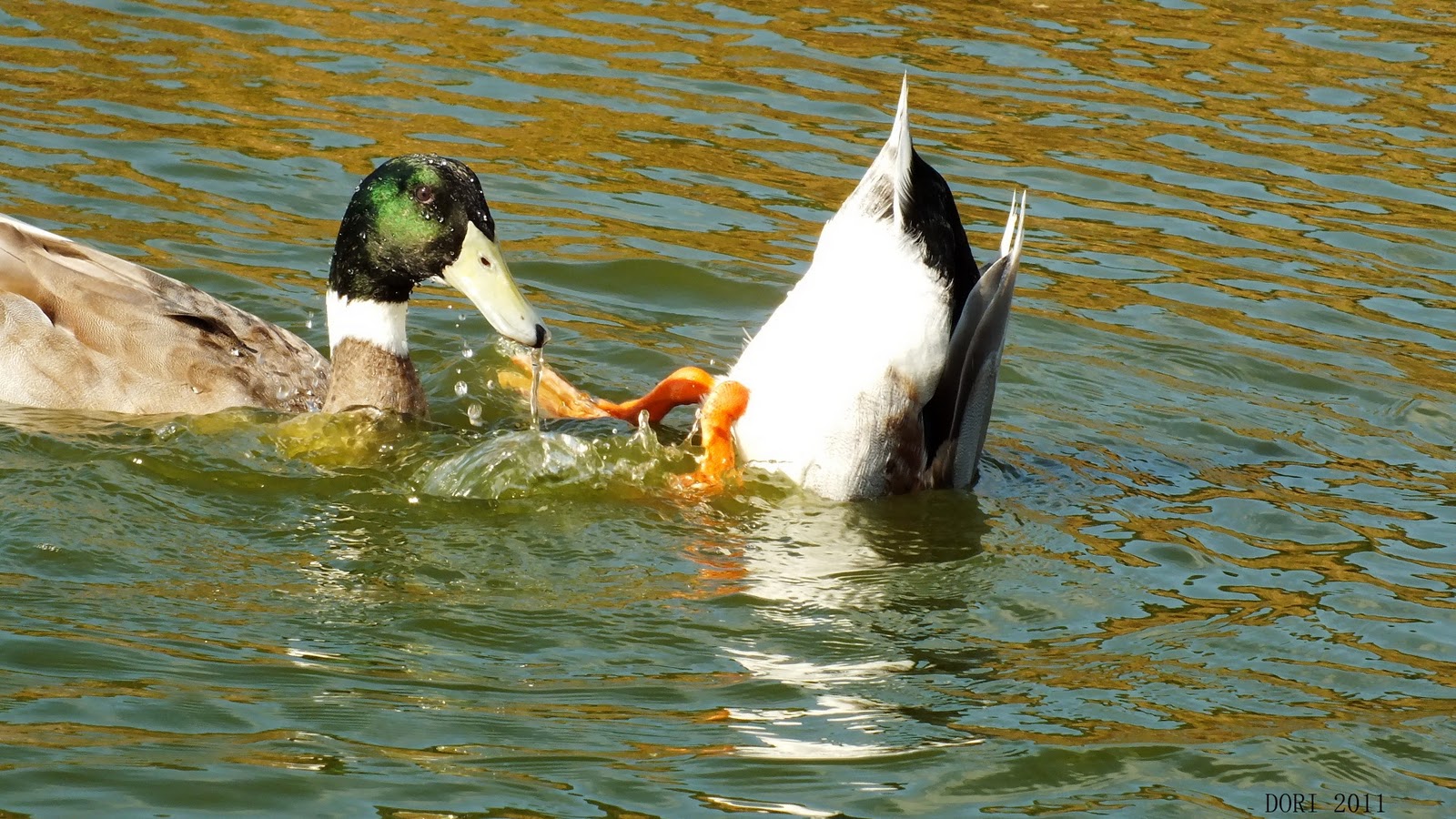 Pasea Menorca: Vida animal en Son Bou