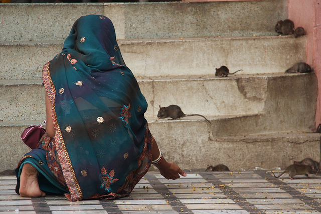 The Holy Rats of Karni Mata | The Ark In Space