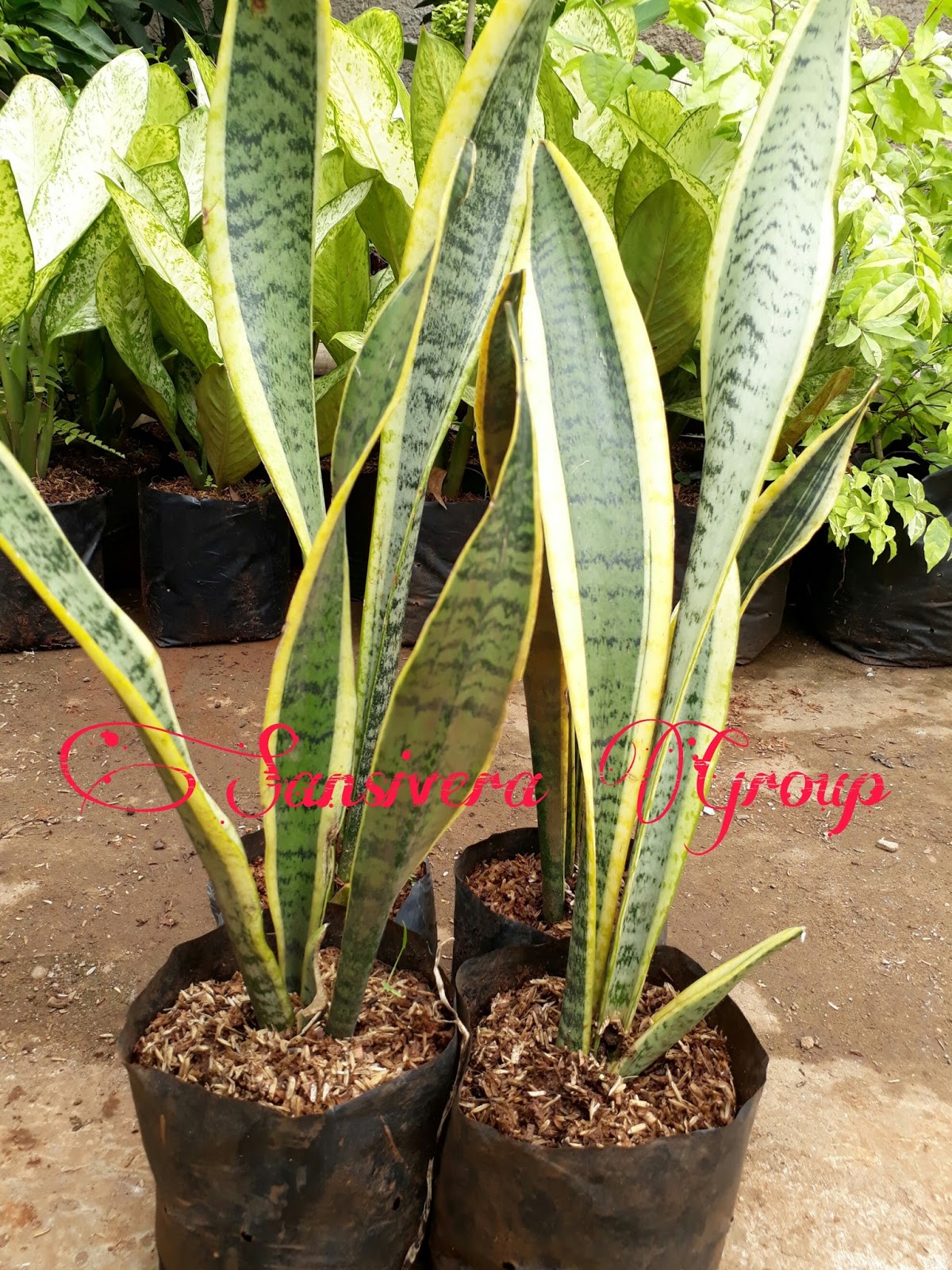 28+ New Jenis Tanaman Hias Indoor Bunga Dalam Ruangan - Pins