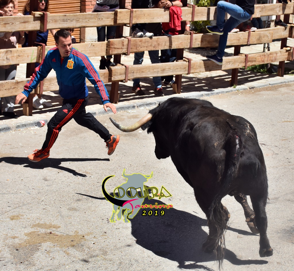 LOCURA TAURINA: ALMOGUERA: SUELTA DE 3 TOROS Y 1 VACA POR LAS CALLES 5 ...
