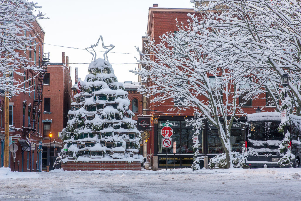 Corey Templeton Photography: Old Port Trap Tree