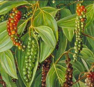 'ZIEN EN WETEN': PEPER. SRI LANKA RONDREIS.