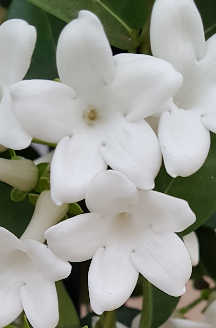 La luna de Ítaca: Diamela, Jazmín de Arabia