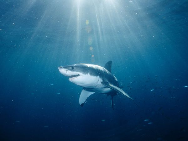 Facts of the Animal Kingdom: The Great White Shark