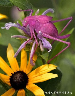 Funny World: Very Rare Pink Insect Katydids