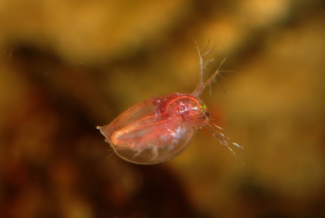 Variety of Life: Anomopoda