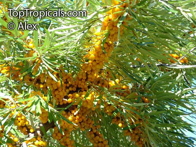 Compañeros de viaje: Espino amarillo (Elaeagnus rhamnoides)