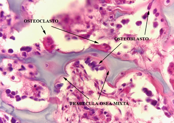 MORFOFISIOLOGIA I: GENERALIDADES DE HISTOLOGIA