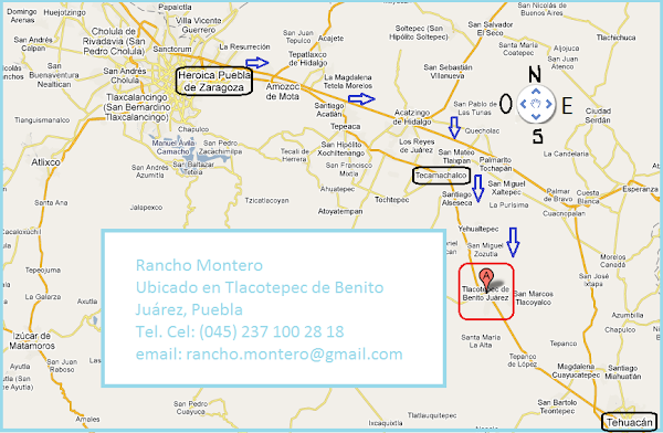 Cabras boer: Sementales y cabras Boer en Rancho Montero