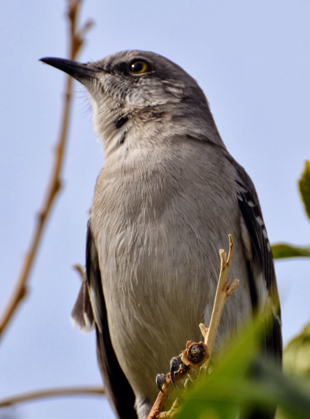 good-times-rollin: January 2014