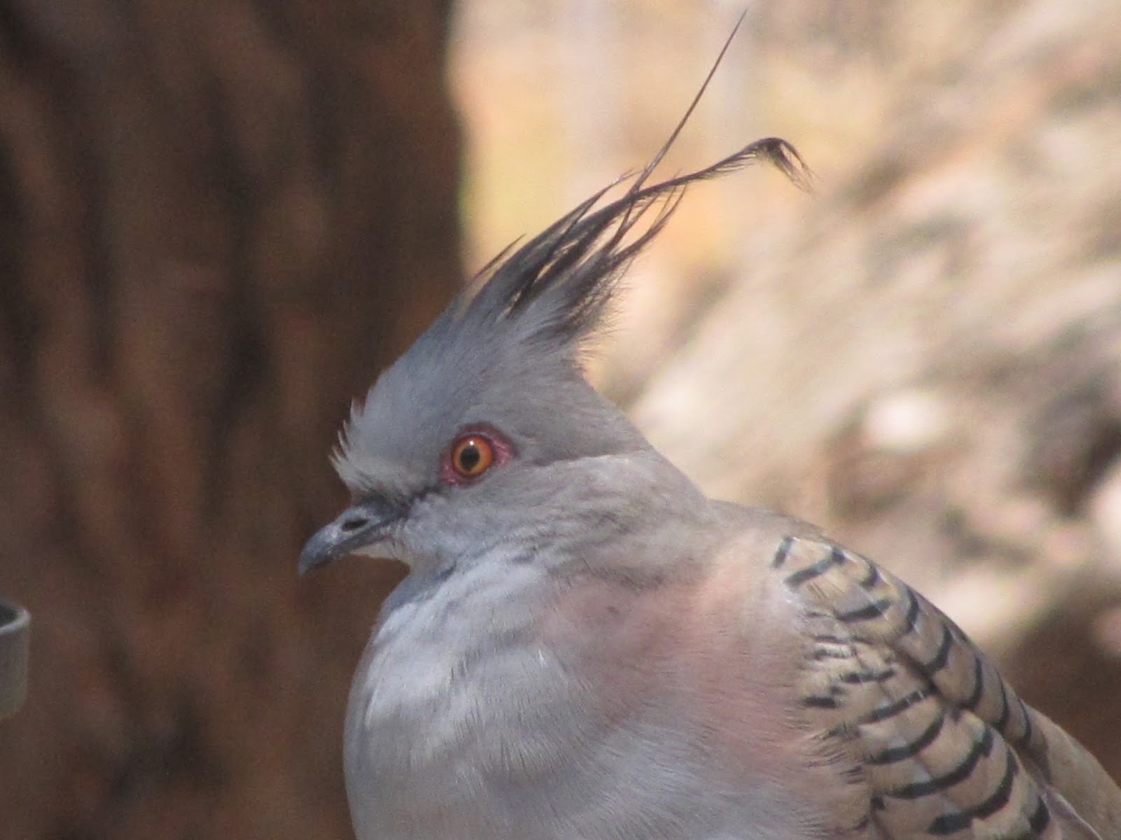 Trevor's Twitchings of Australian Birds: Topsy the Crested Pigeon