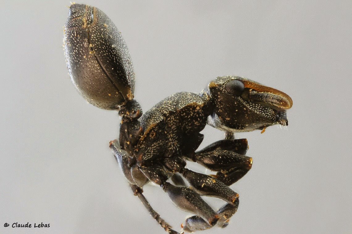 fourmis du Guatemala: Cephalotes cristatus