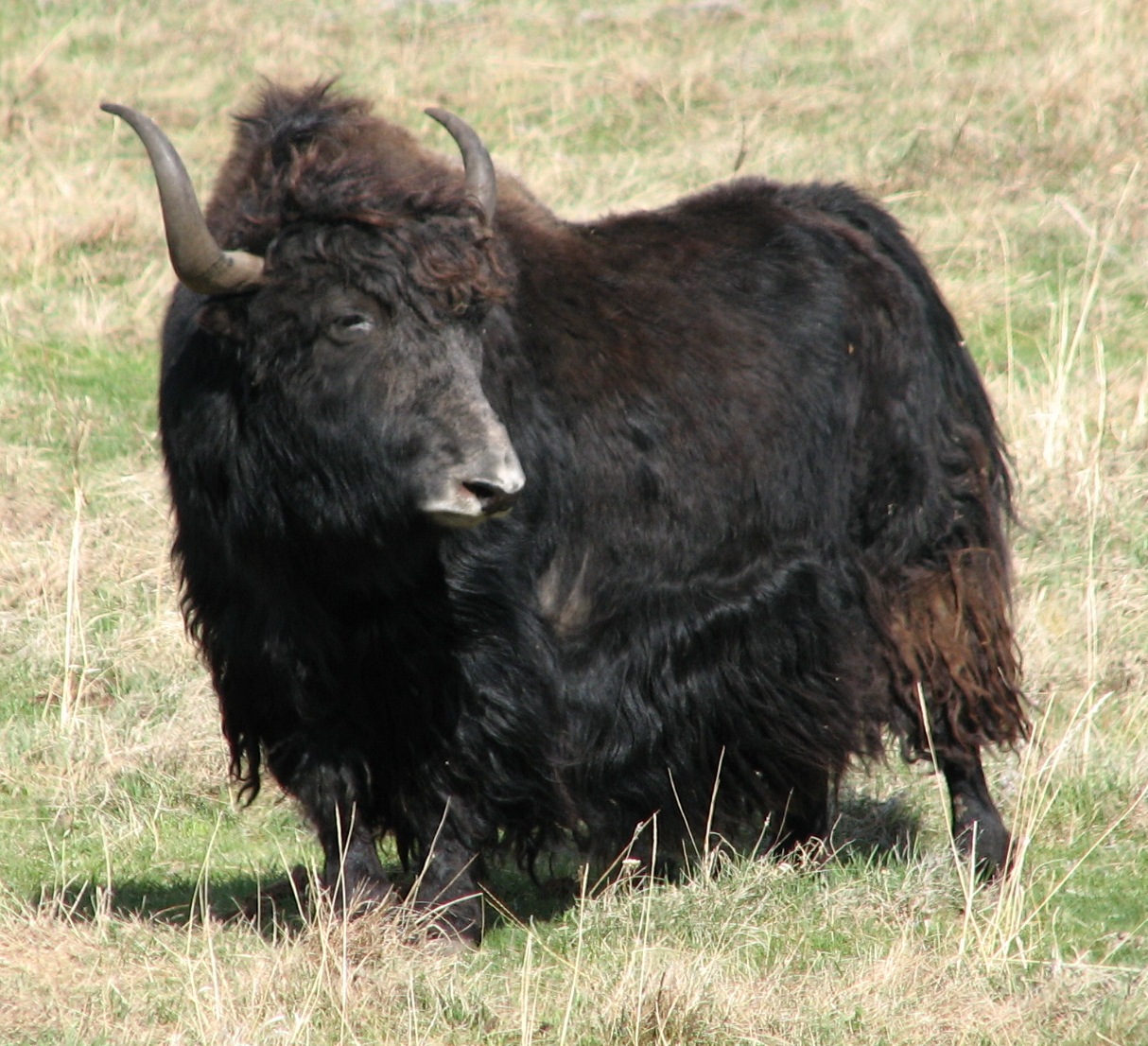 Springridge Ranch Grass-Fed Yak-Cross Beef: A Tribute To The Yak Bull
