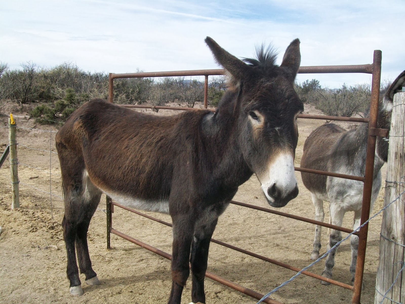 Forever Home Donkey Rescue: GOT TO SEE SOME PRETTY DONKEYS YESTERDAY