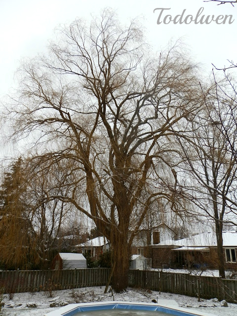 Todolwen: Our Beautiful 'Shorter' Willow Tree