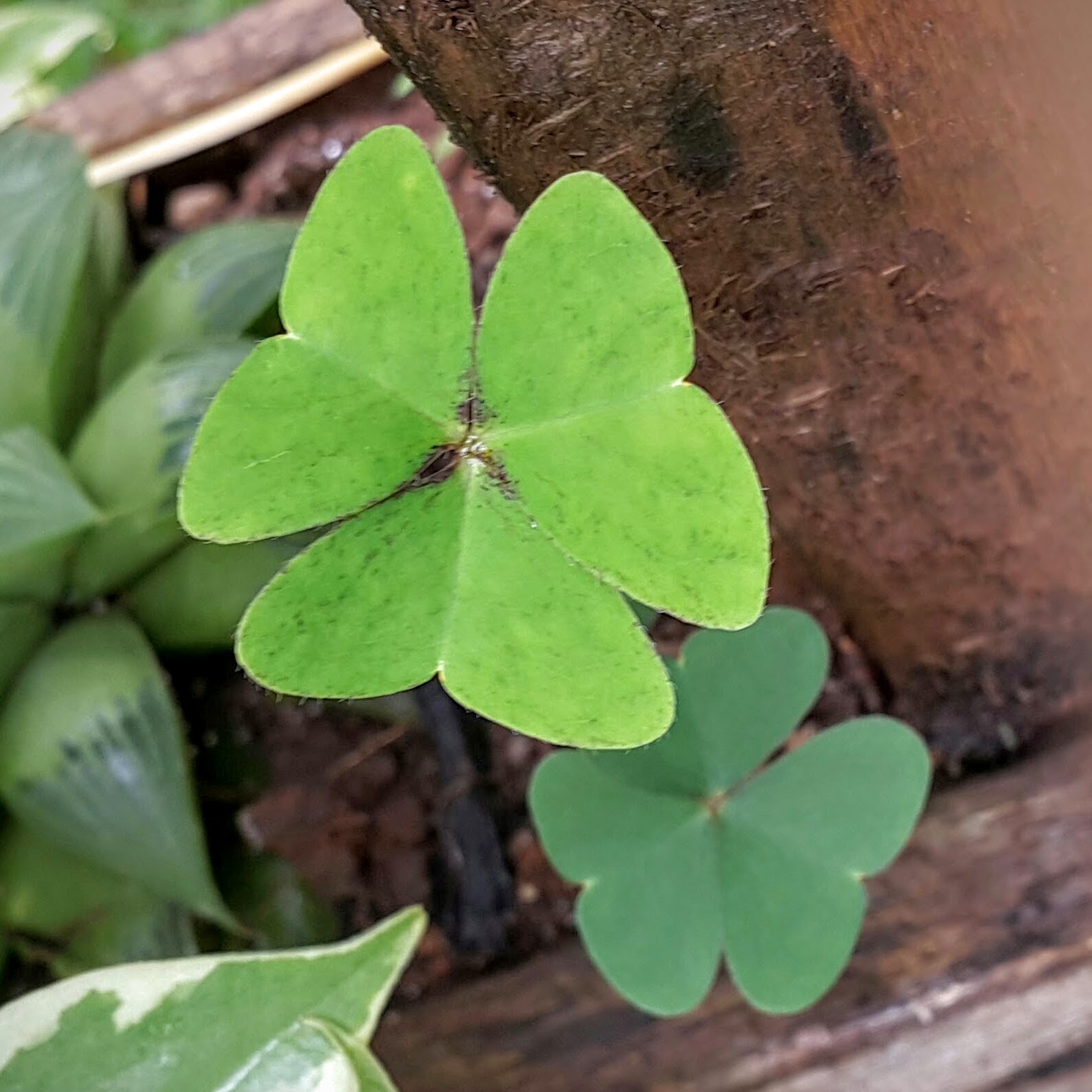 "Verdade//aspas" : 👪 Oxalidaceae (Oxalis articulata)