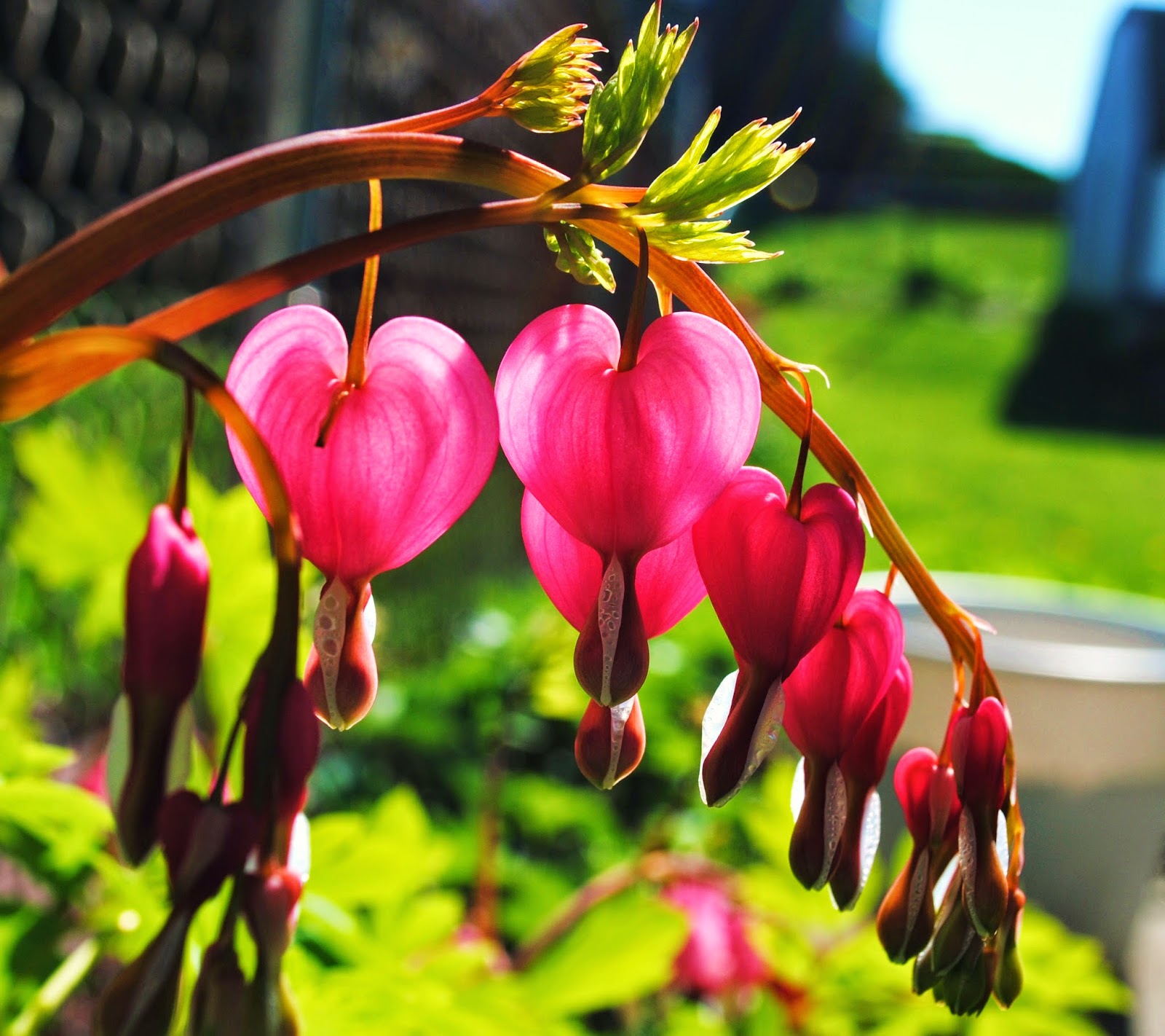 K. C. Trae Becker: Fertility – May Day; MSH#15 – Vanir; Mary, the ...