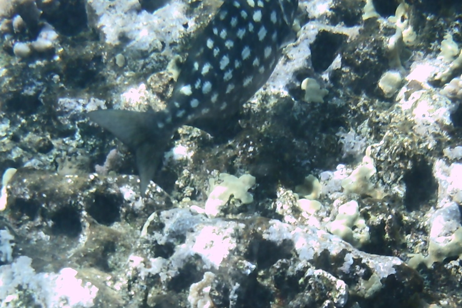 Donnelly Oceantics: MAUI 2013 - WHALES and FISH