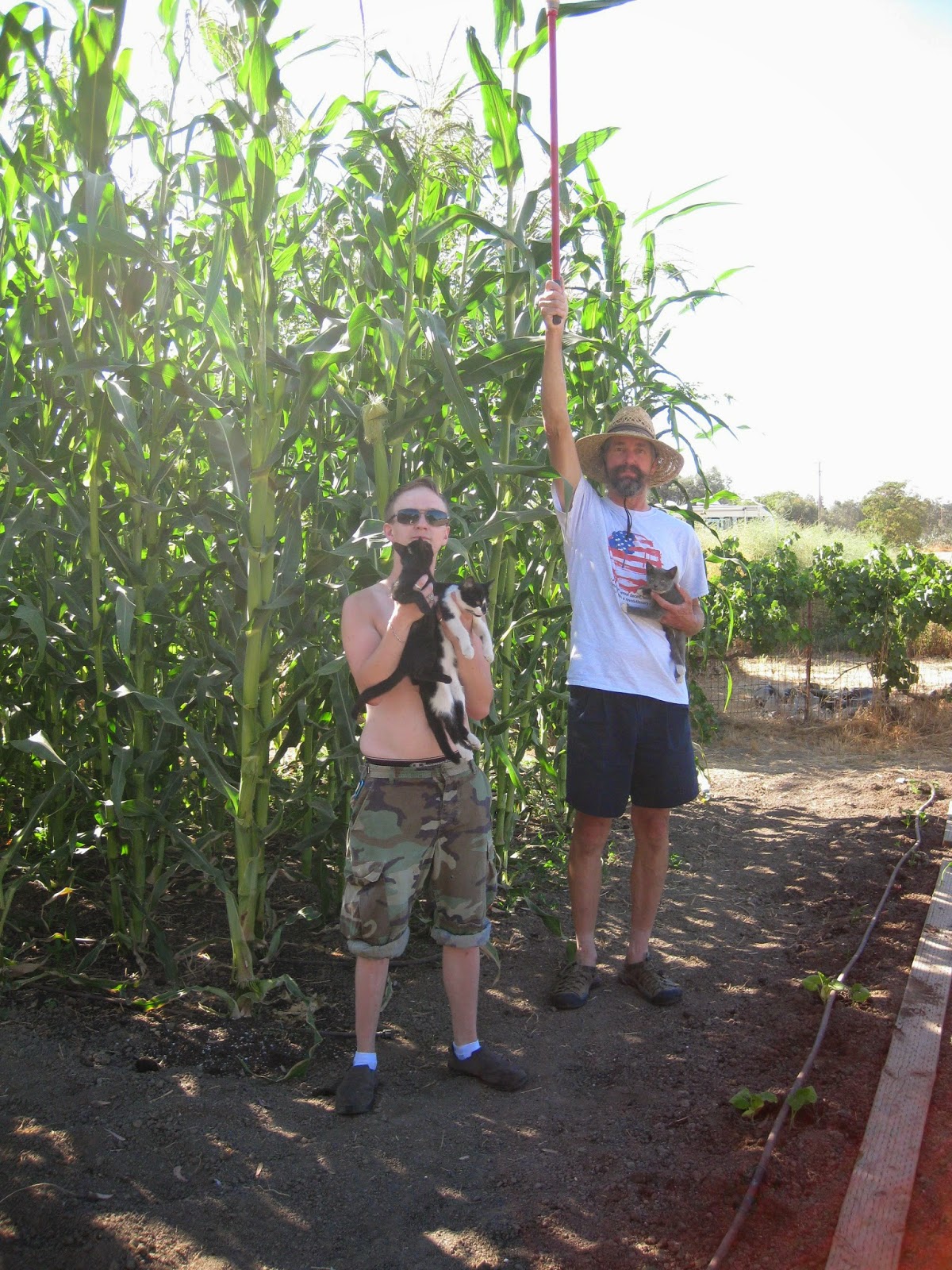 Foothill Farm: Dar's drought tolerant corn