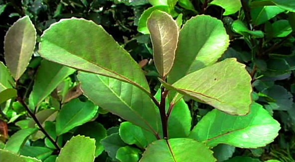 Cantinho da Bio: ERVA MATE: USOS E BENEFÍCIOS