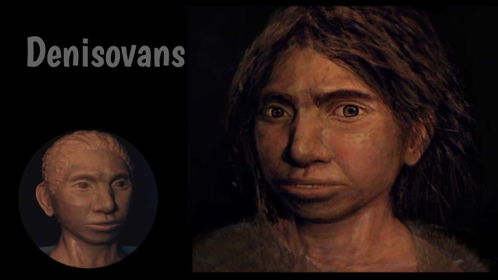 Sejarah dan Ciri-Ciri Denisovan (hominini denisova) - Zona Penemuan