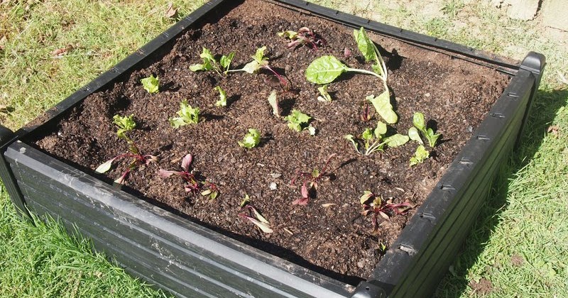 Flushed with Rosy Colour: Making a Raised Bed Veggie Patch