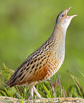 Show do Medo: SCP Foundation - SCP-2337