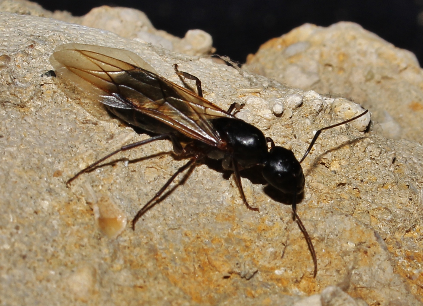 Biodiversity of Cyprus by NGO Protection of the Natural Heritage and ...