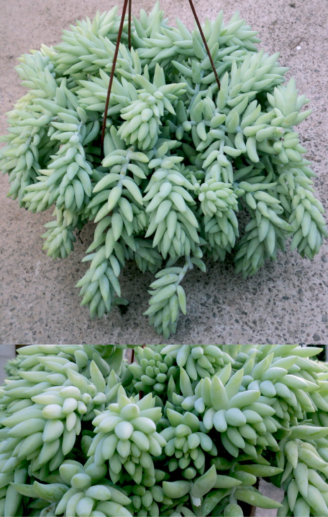 Viveros Vangarden: Cola de burro