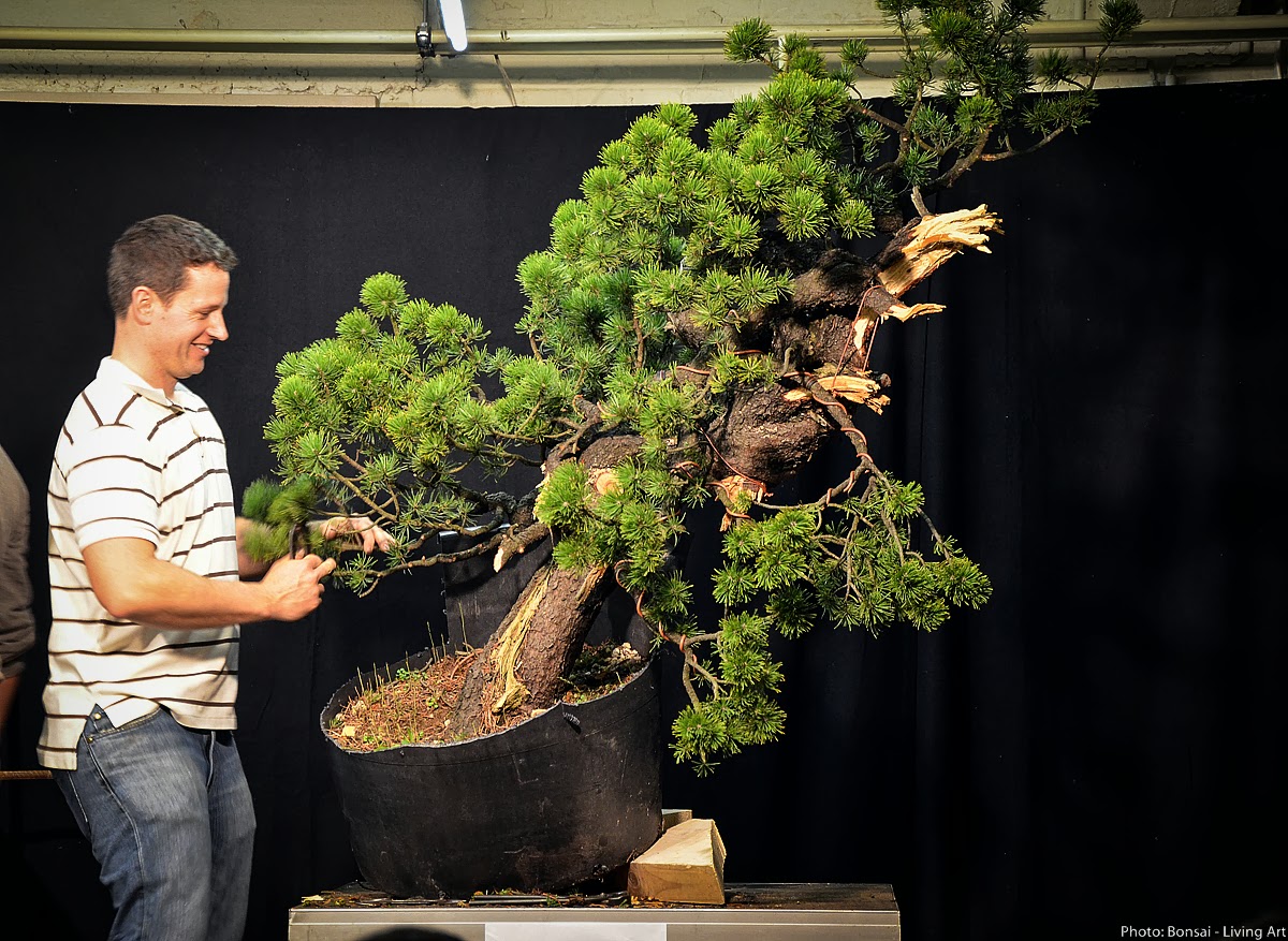 Bonsai - Living Art: Noelanders Trophy 2014 - Demo Nr.2 by Ryan Neil