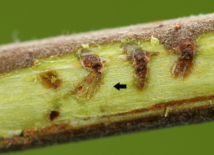 Kent Dragonflies: The Search for Willow Emerald Damselfly Eggs