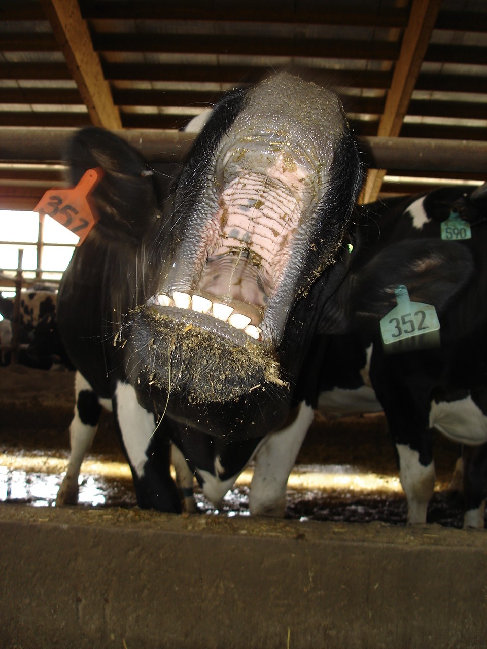 Farmer on a Mission: Moovelous Monday: Cow Teeth