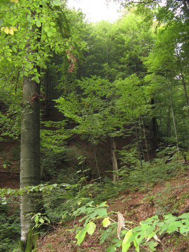 Adventure_exploration: Primeval Beech Forests of the Carpathians and ...