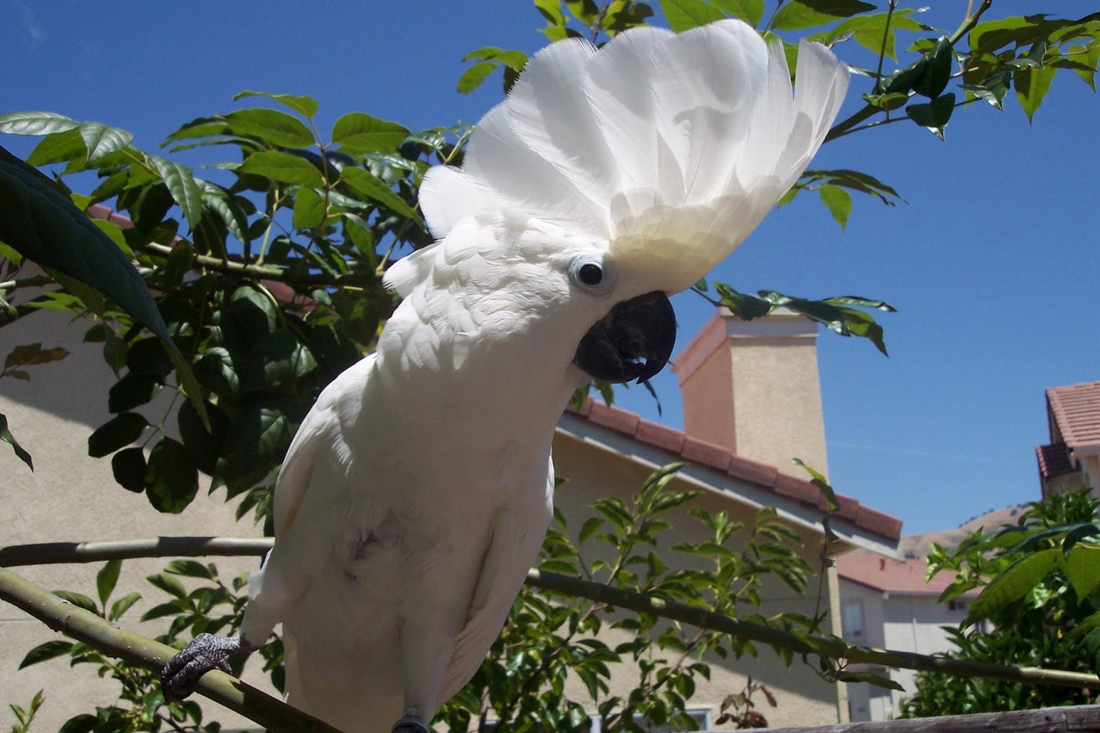 Umbrella Cockatoo