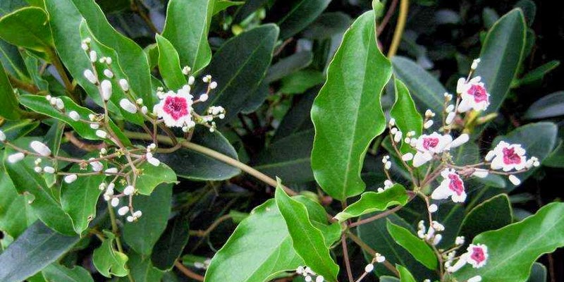 TAMAN SWARGALOKA: DAUN KENTUT