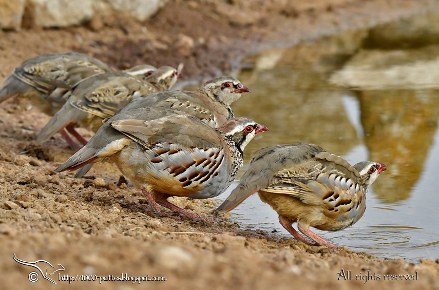 WILDLIFE GATEWAY: Perdrix rouge