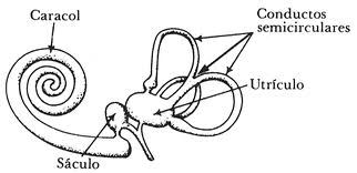 ANATOMIA DEL SISTEMA VESTIBULAR