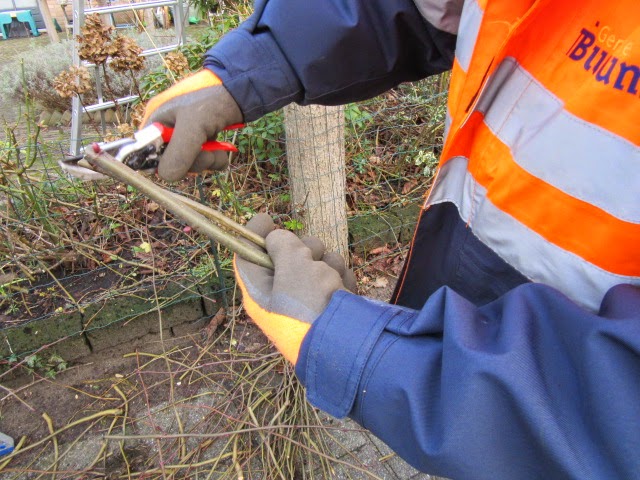 Moesker's Moestuin: Lei-Linde stekken