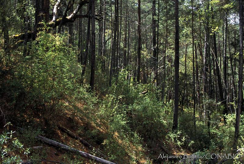 LUNA ECOLOGÍA Y MEDIOAMBIENTE: Biodiversidad