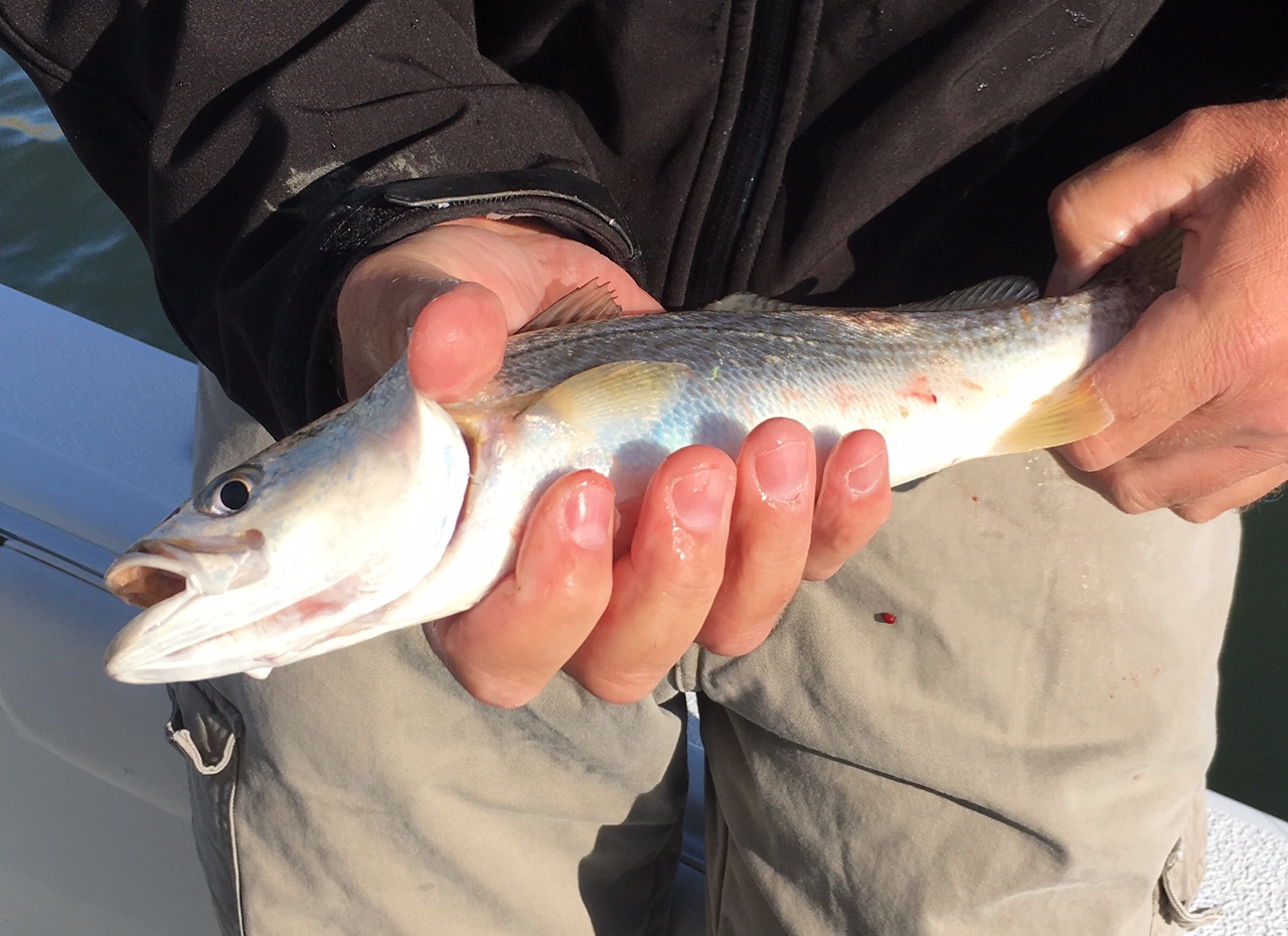 Jersey Cape Guide Service: First Weakfish