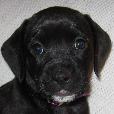 Boxer Black Lab Mix Puppy