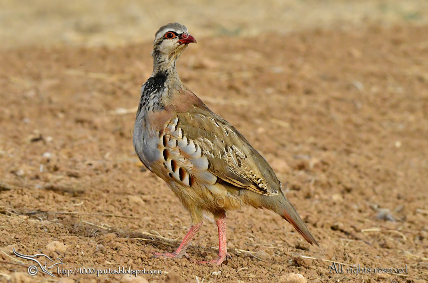WILDLIFE GATEWAY: Perdrix rouge