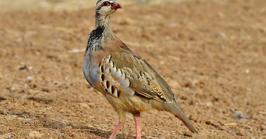 WILDLIFE GATEWAY: Perdrix rouge