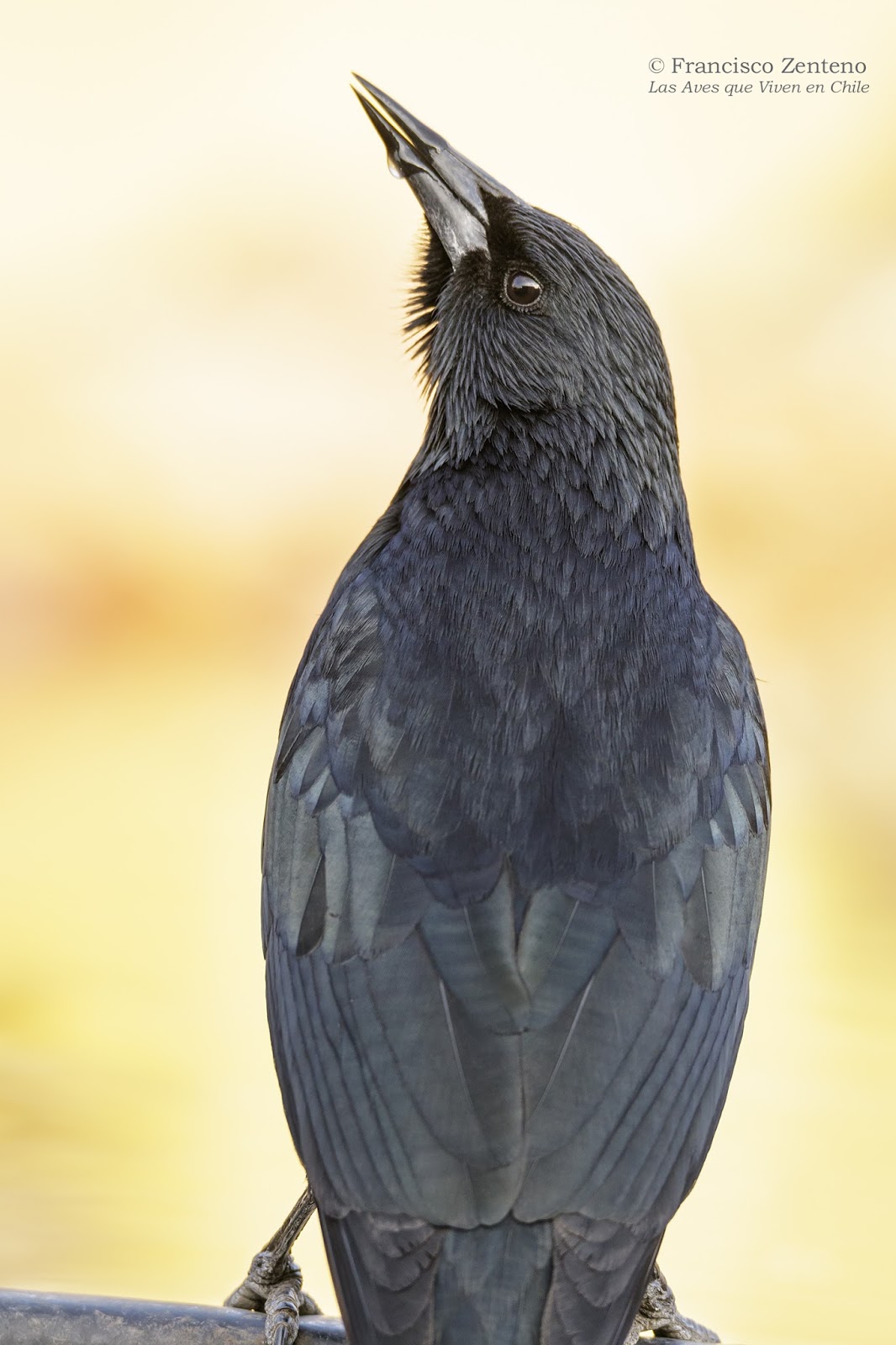 Las Aves que Viven en Chile: El Tordo Curaeus Curaeus, la flauta más ...