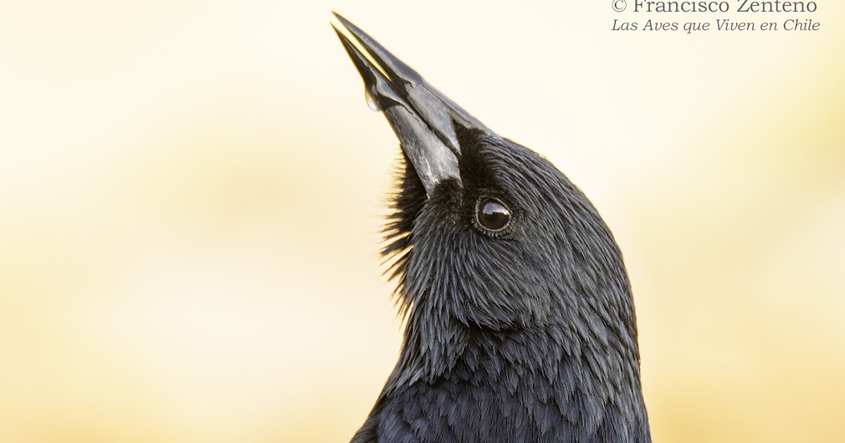 Las Aves que Viven en Chile: El Tordo Curaeus Curaeus, la flauta más ...