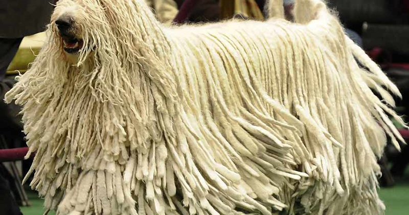 qpapp: [강아지종류]이건 개야, 걸레야? 걸레를 닮은 강아지 코몬도르 [Kinds of dogs] It's a dog ...